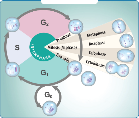 Chapter 10: The Cell Cycle